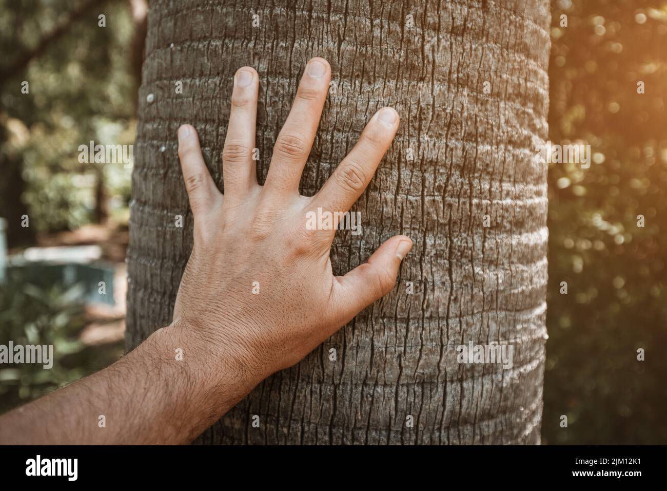 Coconut or date fruit palm tree with human hand on its thick trunk. Eco ...