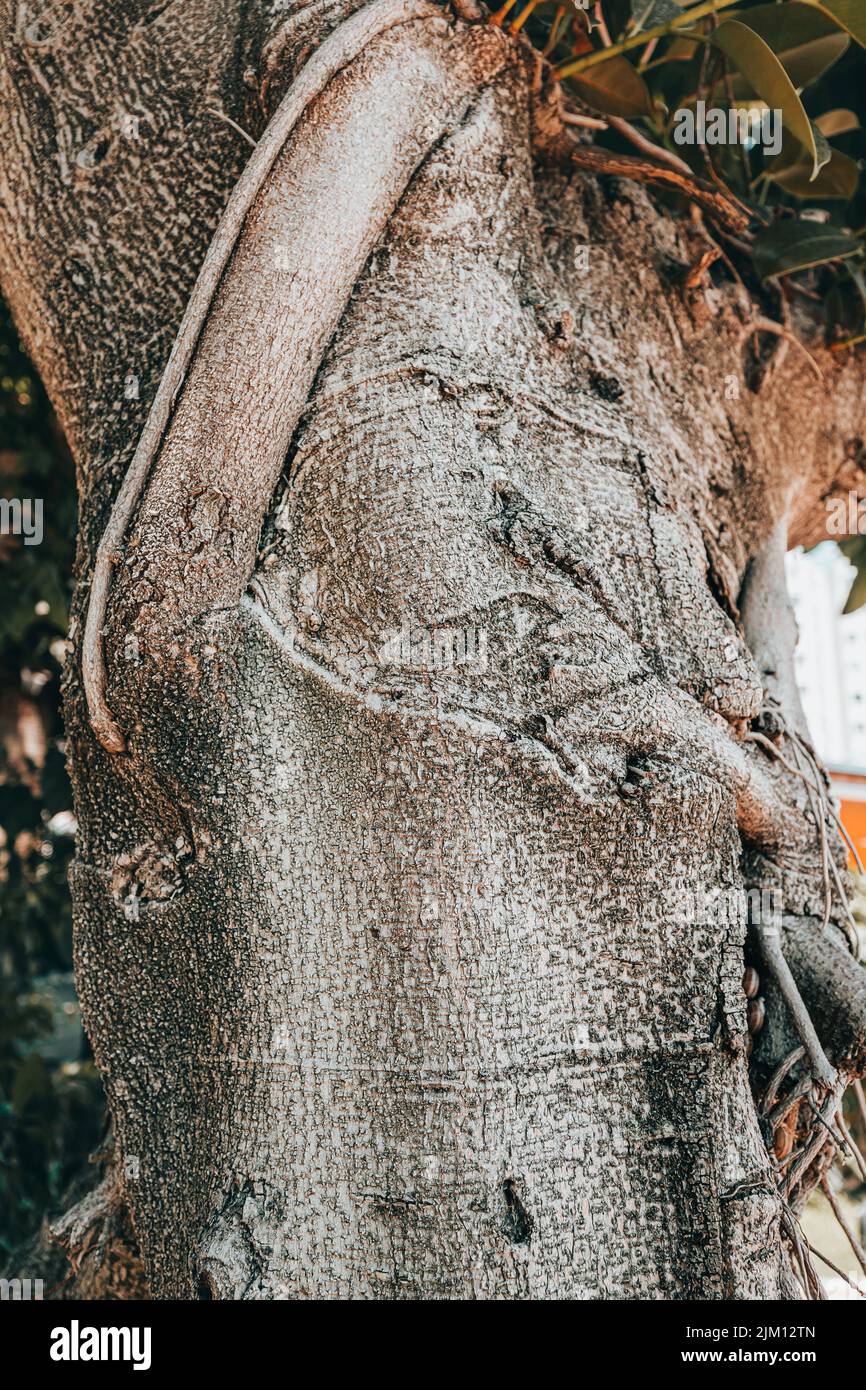 Ficus tree trunk as jungle and nature background Stock Photo - Alamy