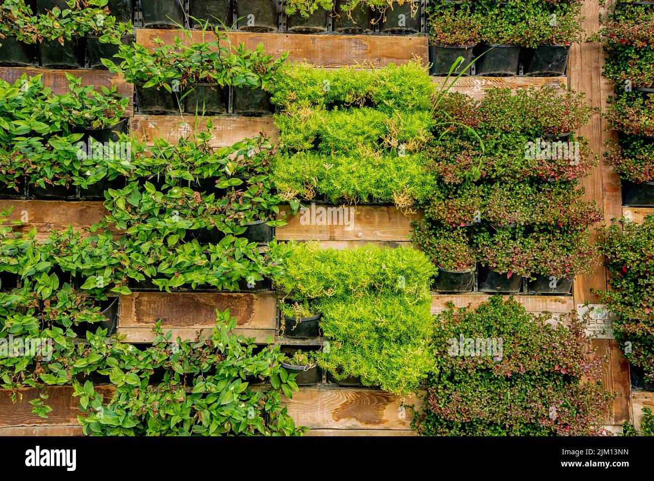 Decorative vertical garden with plants as urban design and development ...