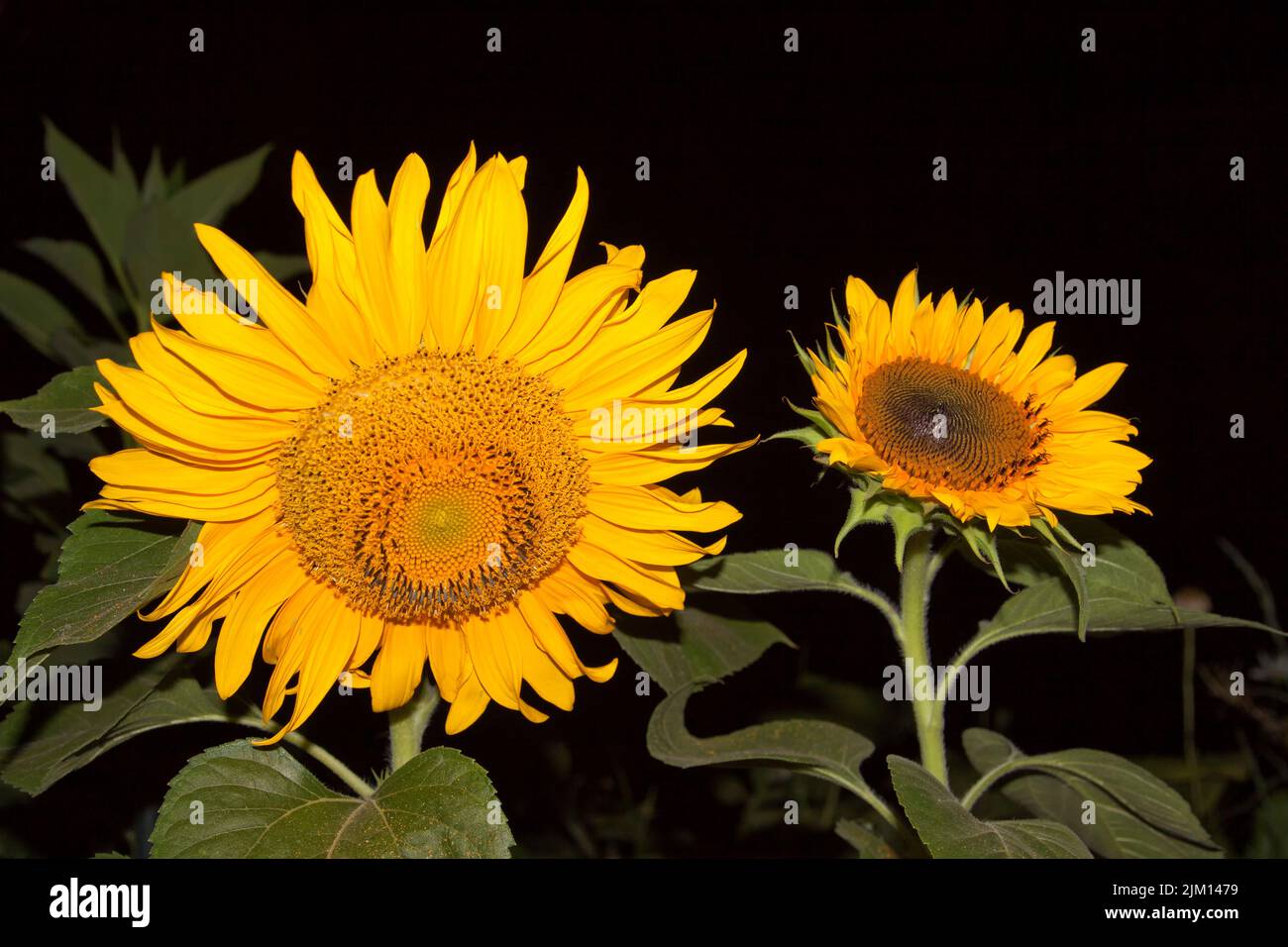 Sunflower at night hi-res stock photography and images - Alamy