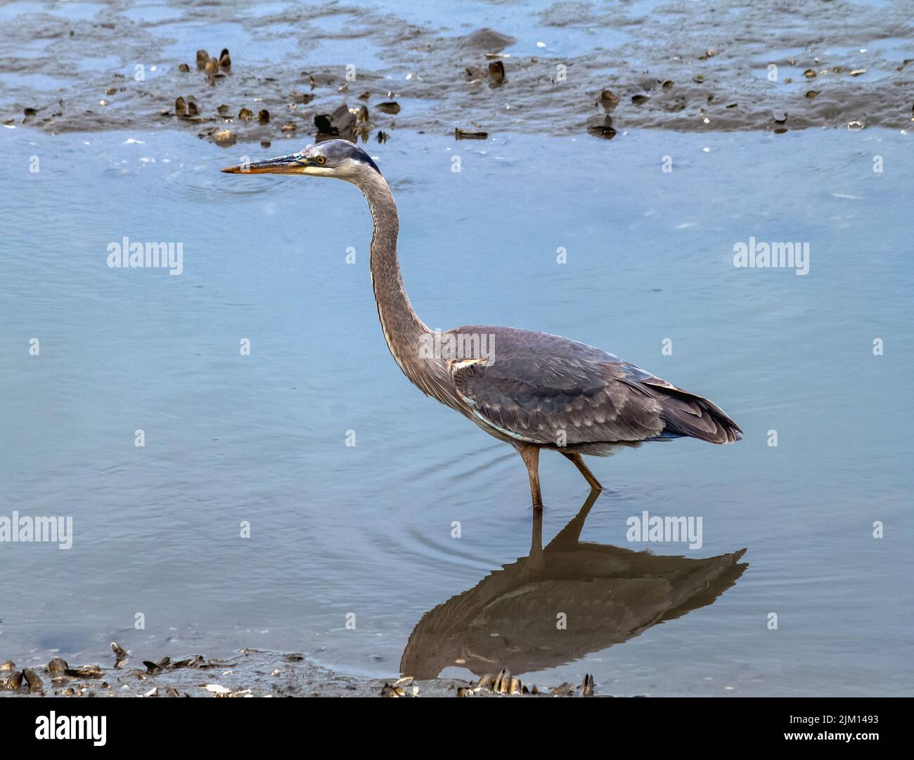 great blue heron reflected in the water of the back bay ecological ...