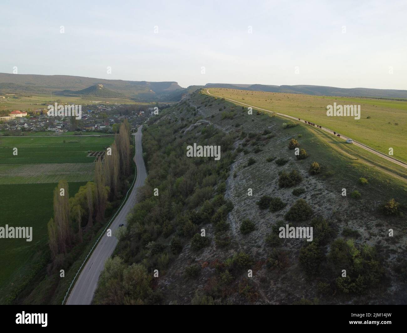 AERIAL: Flying over a small herd of cattle cows walking uniformly down ...