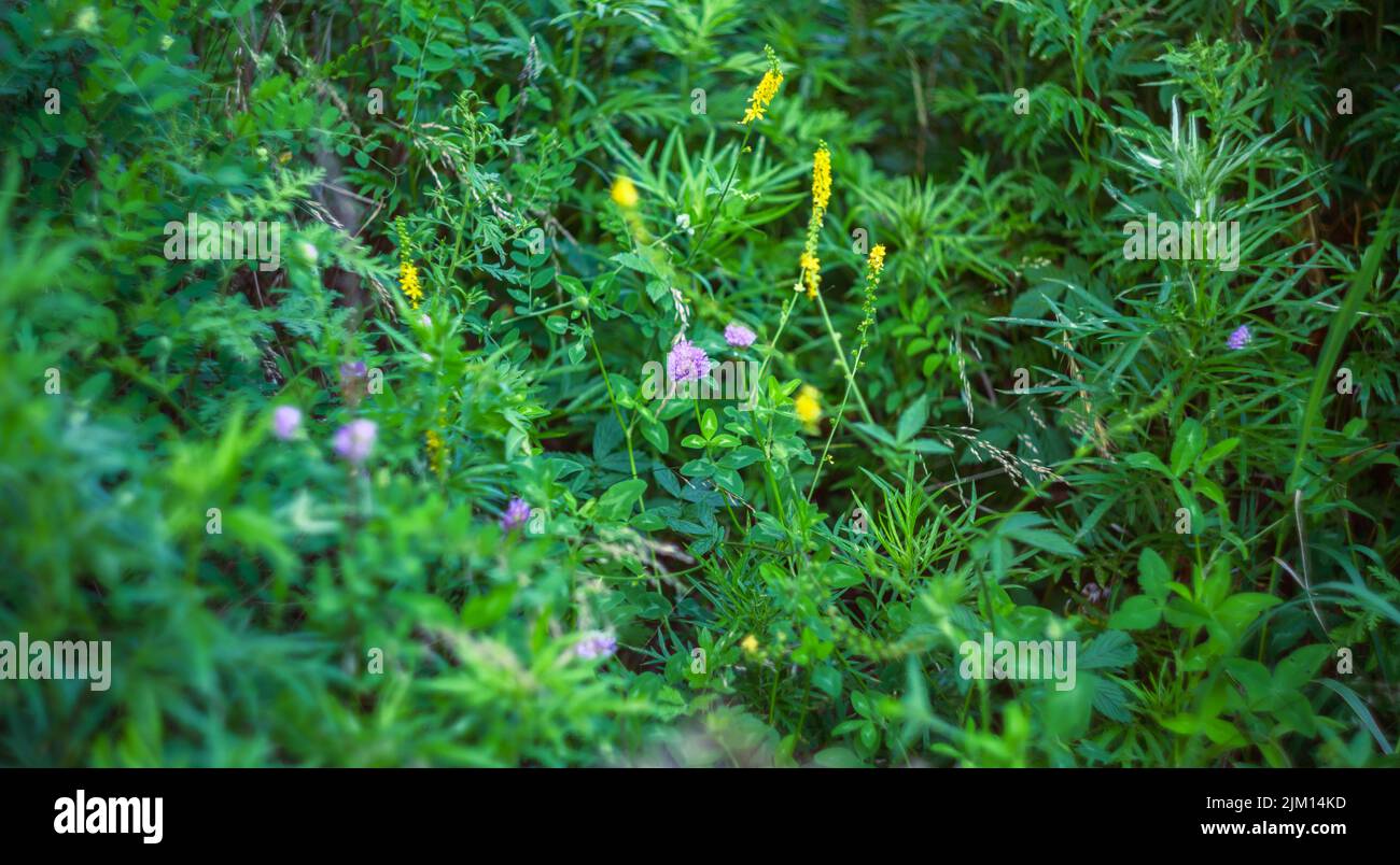 Pink flower clover. Selective focus. Shallow depth of field Stock Photo ...