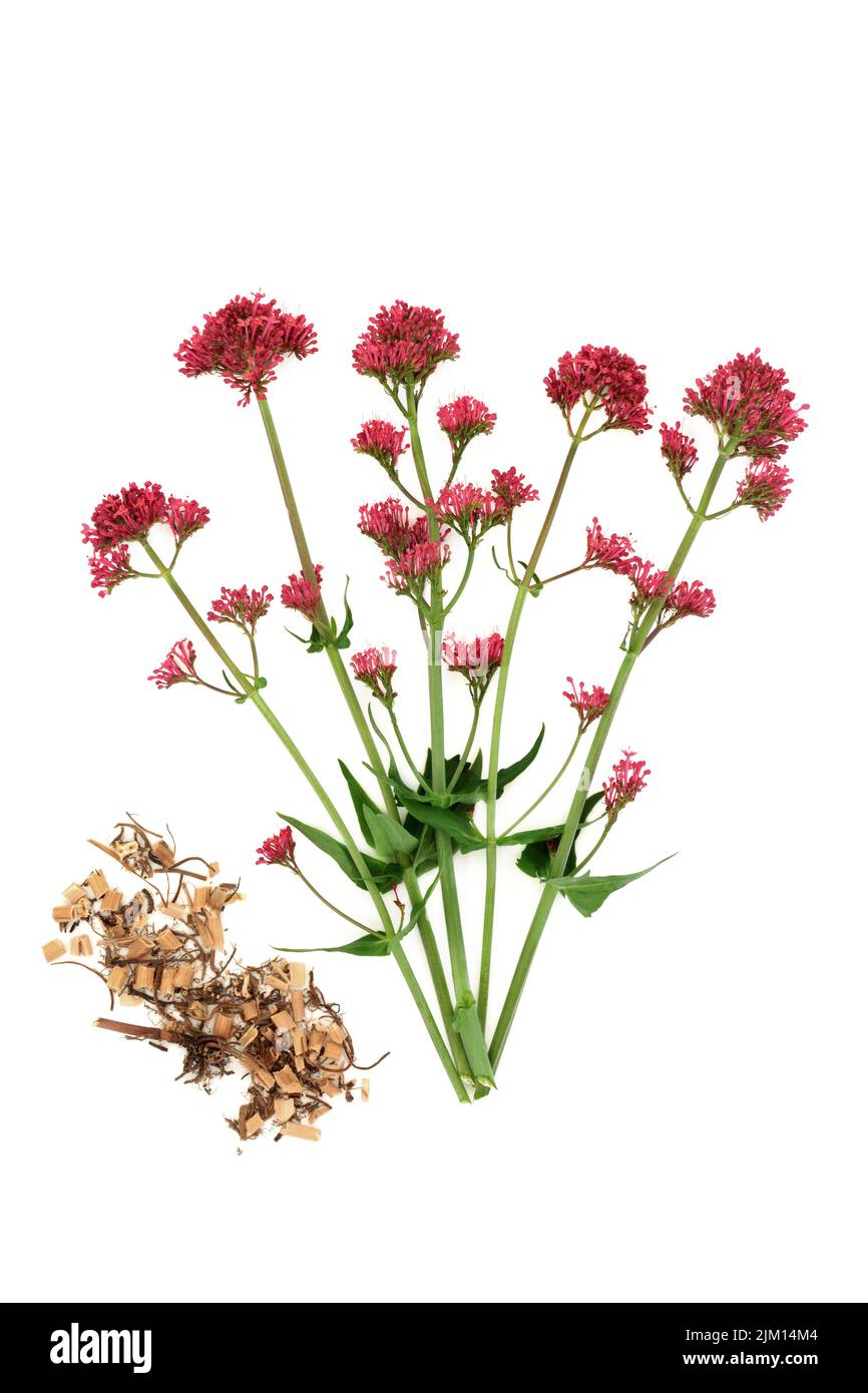 Red valerian herb plant with dried root used in herbal medicine to ...