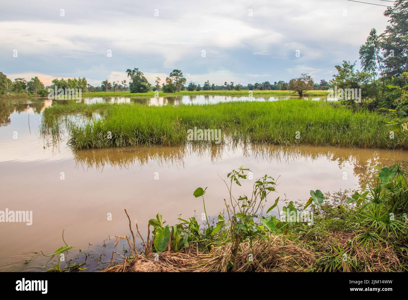A beautiful landscape with rice fields and trees somewhere in Isaan in ...