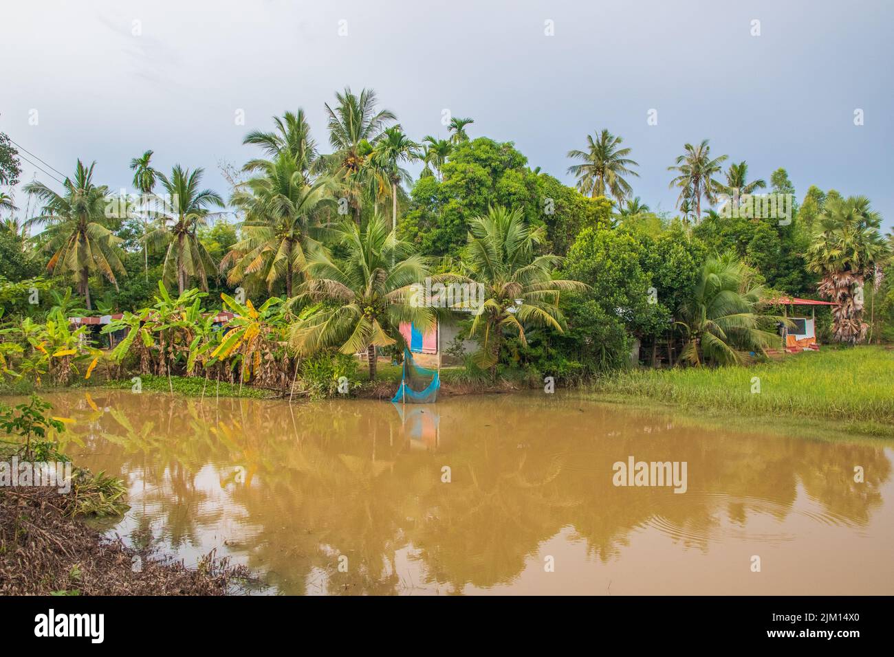 A beautiful landscape with rice fields and trees somewhere in Isaan in ...