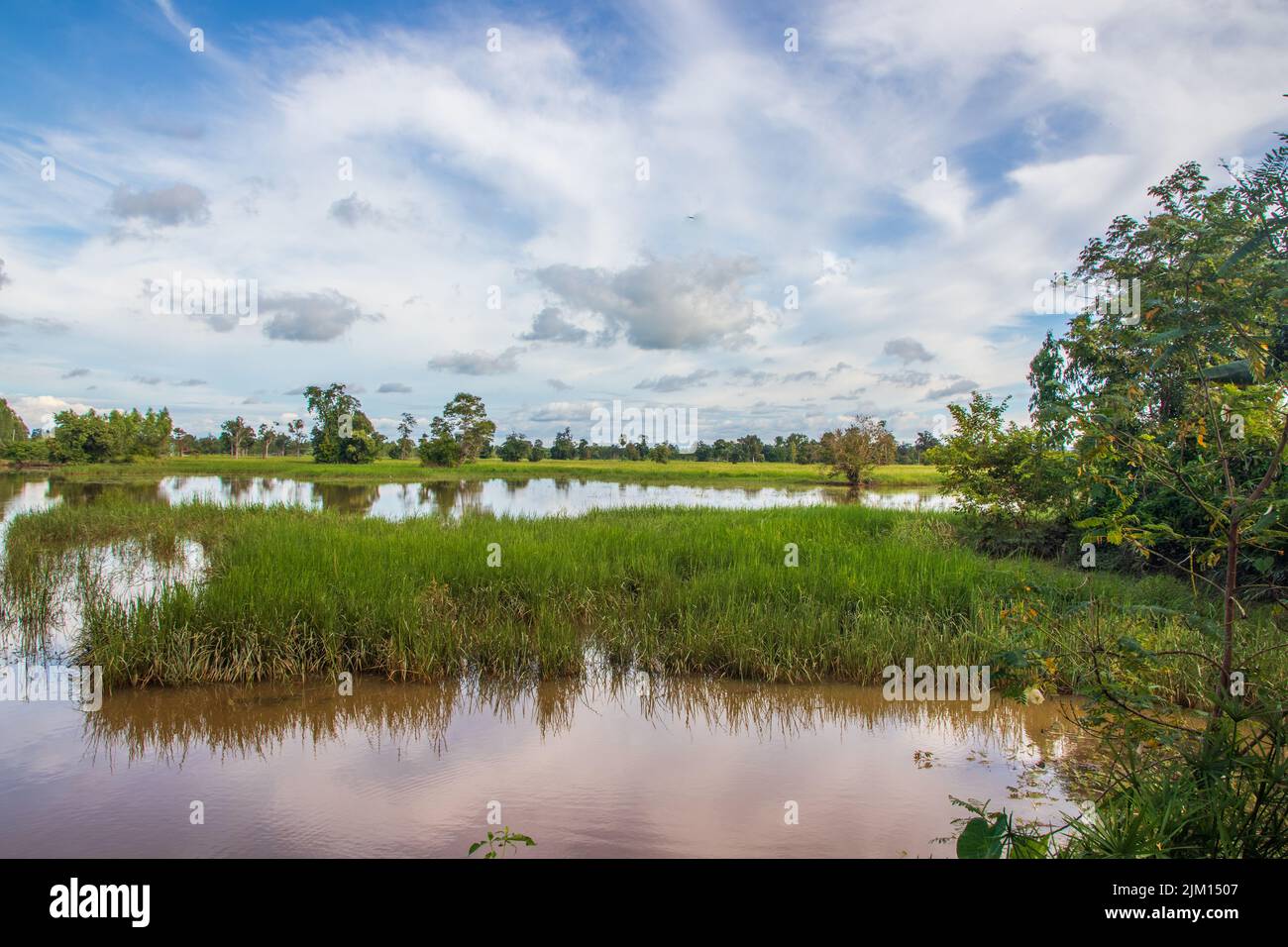 A beautiful landscape with rice fields and trees somewhere in Isaan in ...