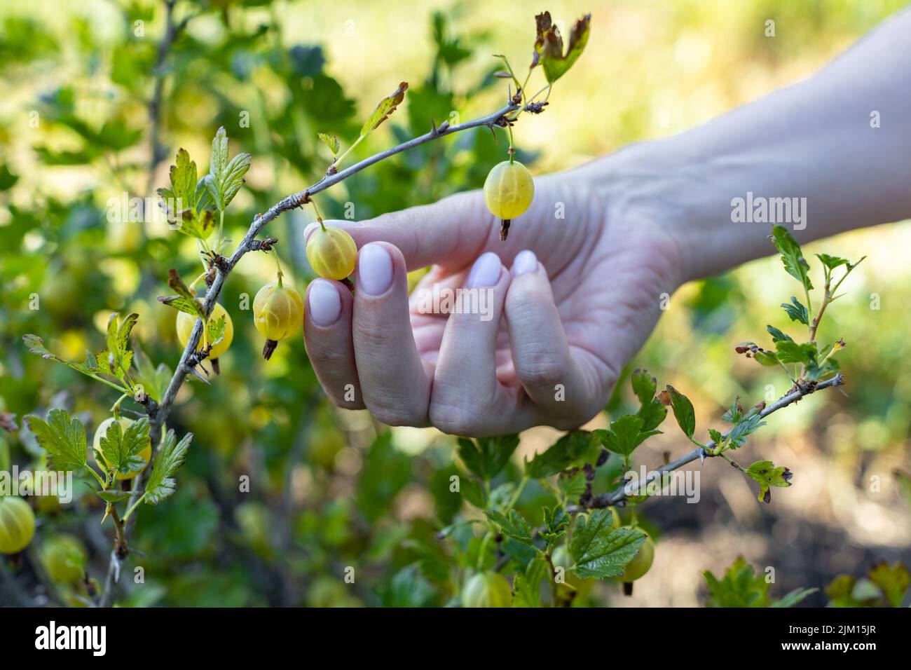 female hand plucks a gooseberry from a bush. High quality photo Stock ...