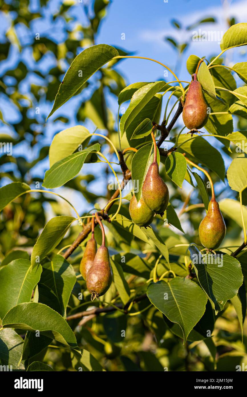 pear branch with young fruits against the blue sky. High quality photo ...