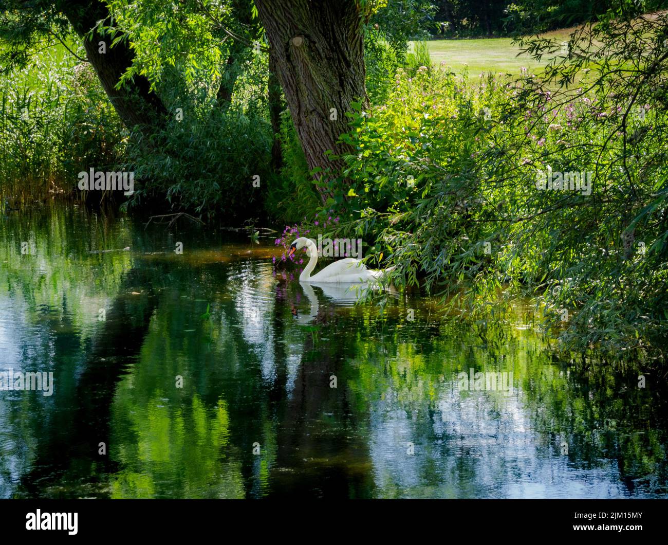 A swan swimming in a canal by a farm in the Netherlands Stock Photo - Alamy