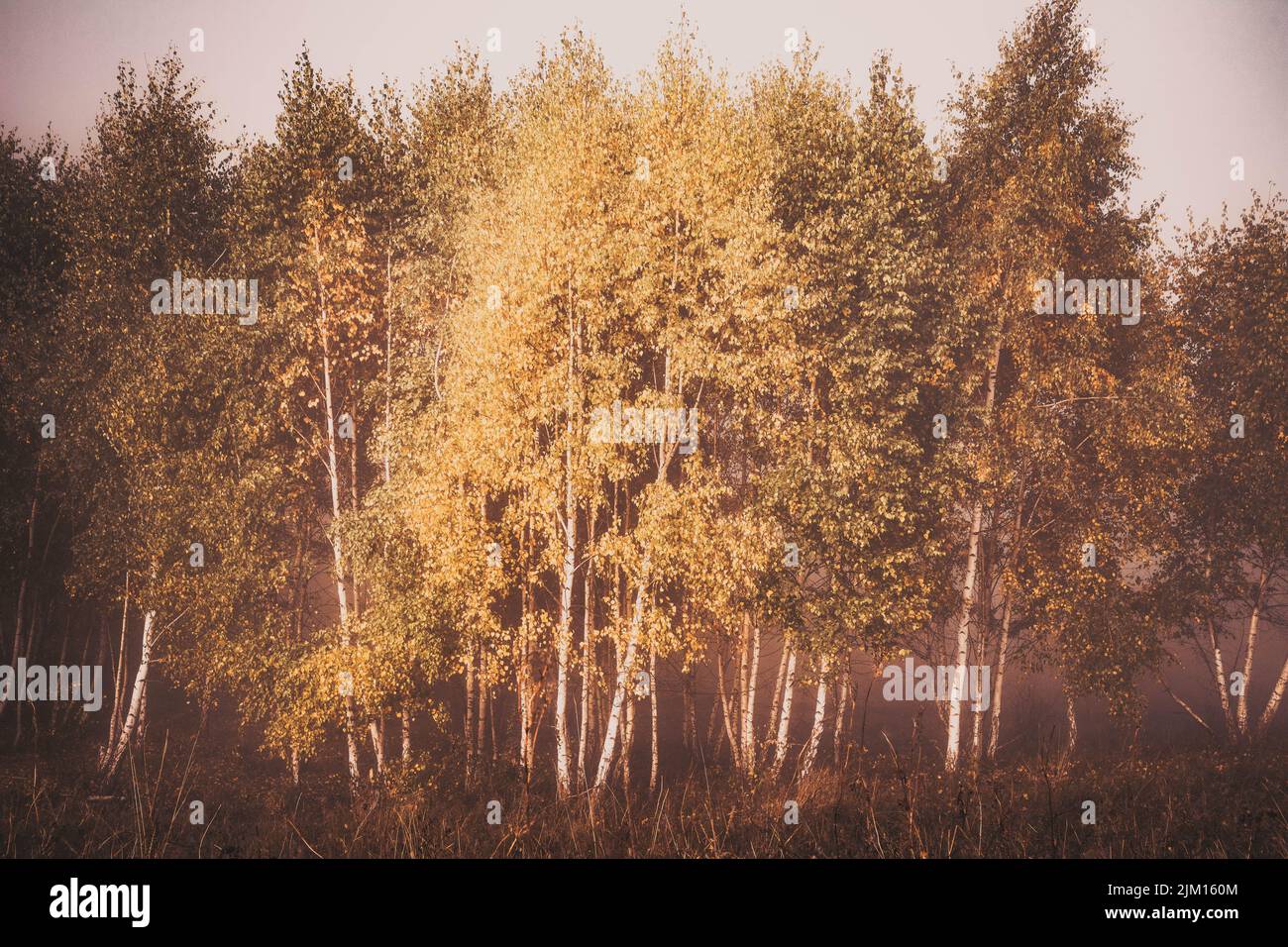 beautiful foggy autumn morning landscape in rural Transylvania Stock ...