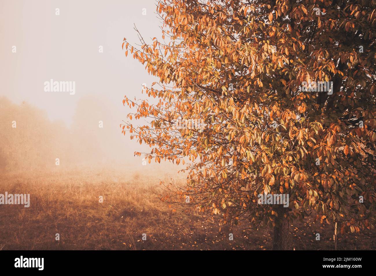 beautiful foggy autumn morning landscape in rural Transylvania Stock ...