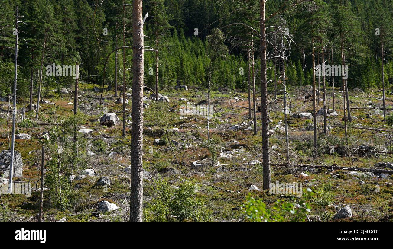 Serene natural surroundings hi-res stock photography and images - Alamy