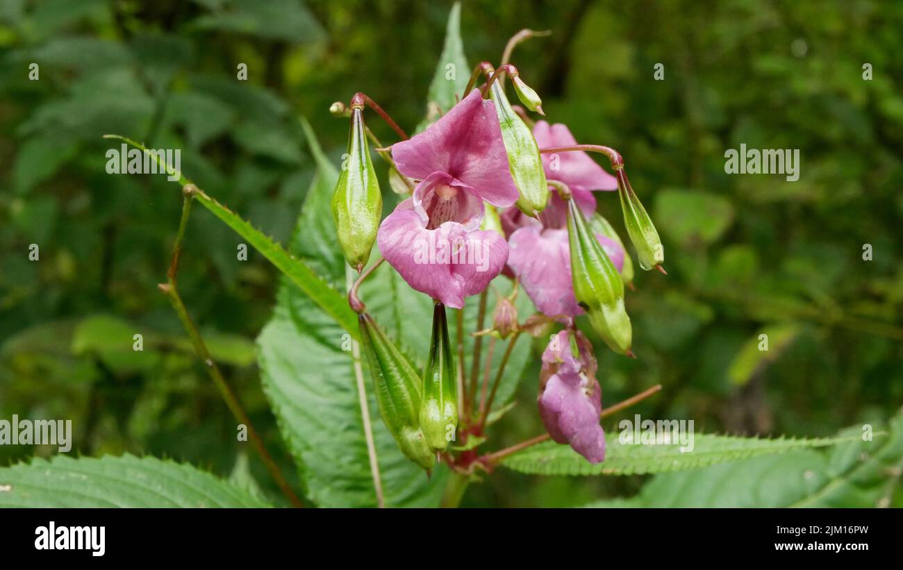 Himalayan balsam Impatiens glandulifera bloom close-up flower pink ...