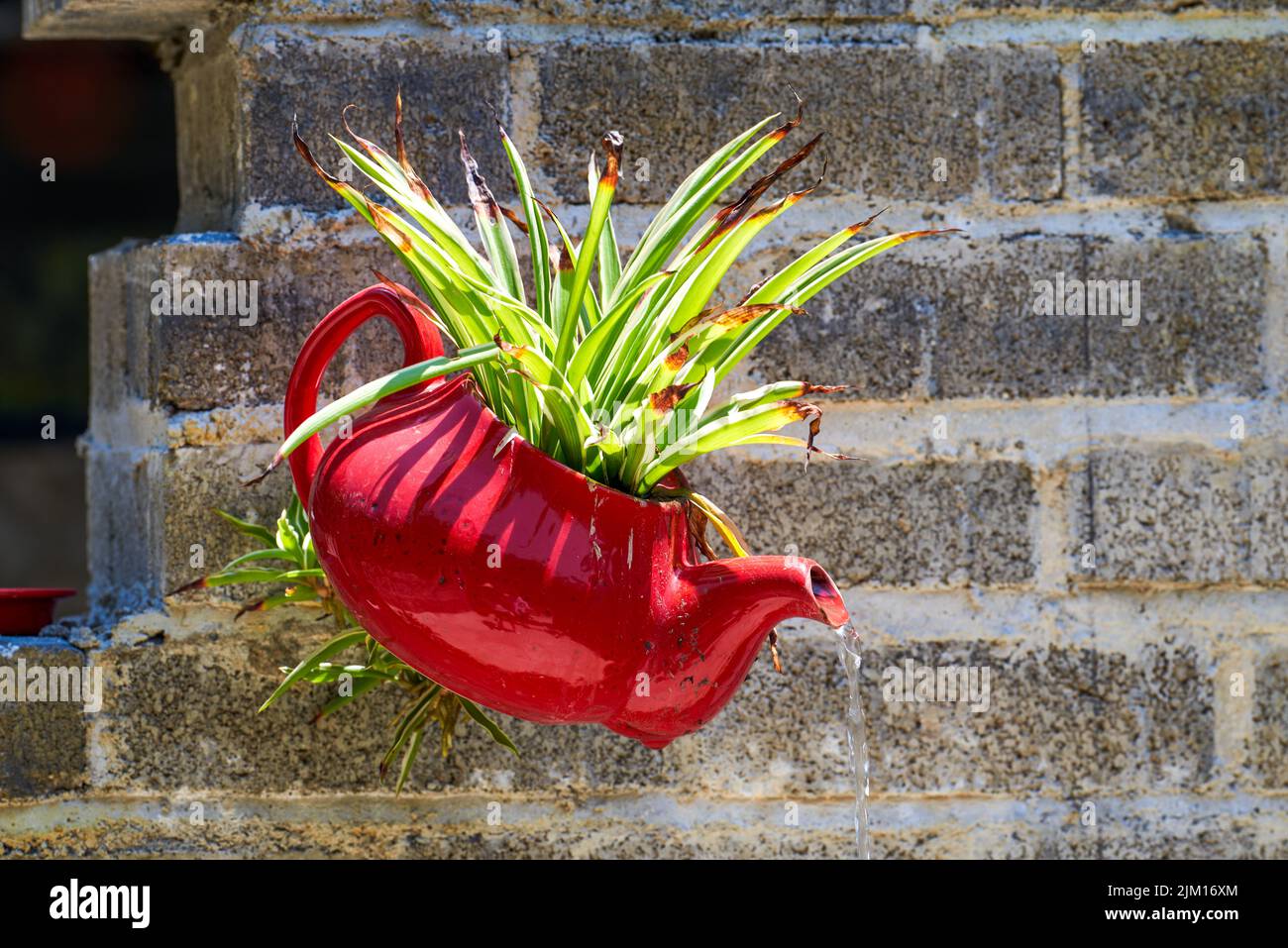 Kettle shaped porcelain pots in the garden with green plants Stock ...