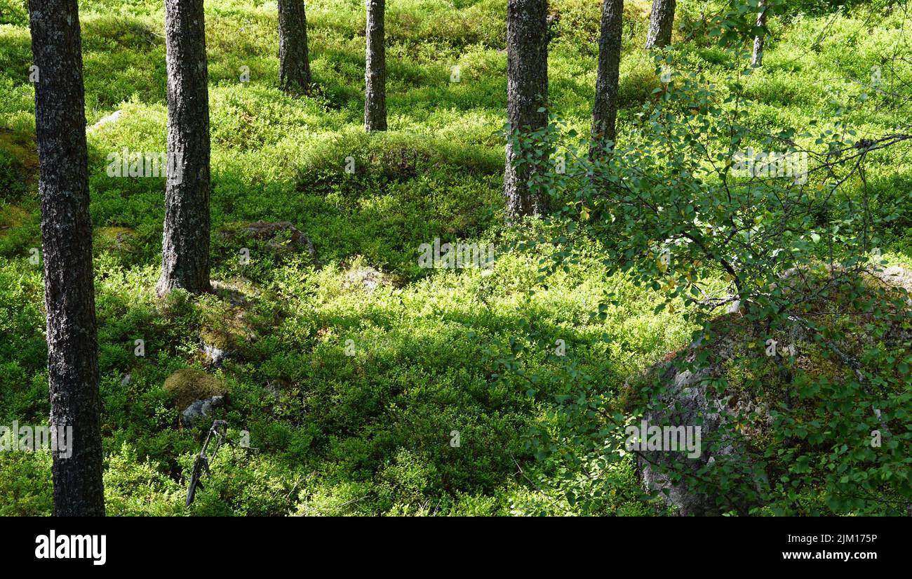 high trees forrest below fills with outdoor green moss that been warm ...