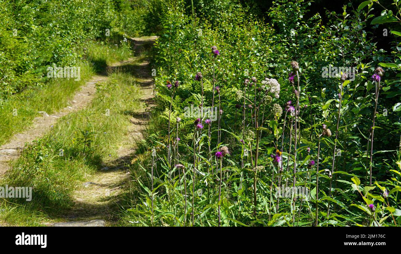 Closeup shot narrow pathway hi-res stock photography and images - Alamy