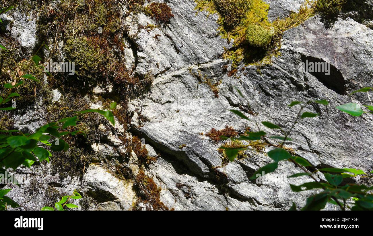 Close up moss grass cover hi-res stock photography and images - Alamy