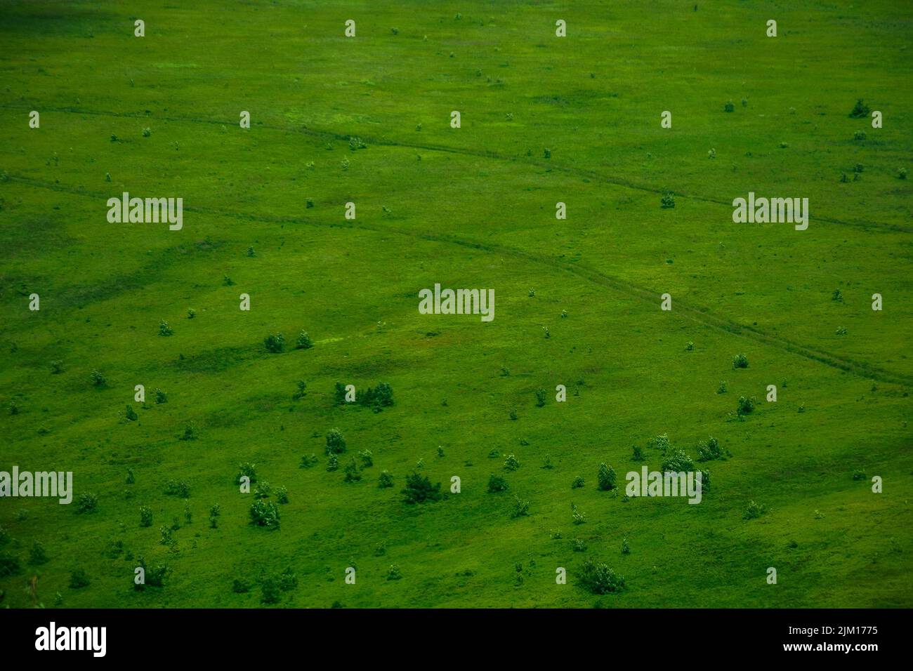 Meadow texture hi-res stock photography and images - Alamy