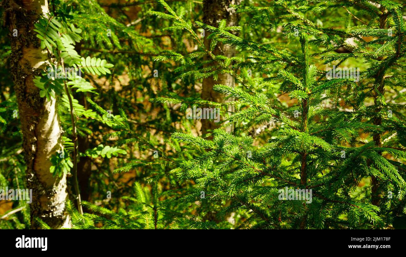 Nordmann fir trees in Norway outdoor nature reflex by warm sunlight and ...