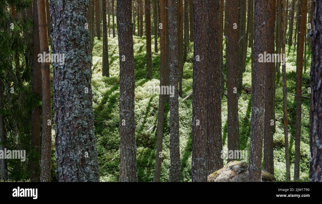 high trees forrest below fills with outdoor green moss that been warm ...