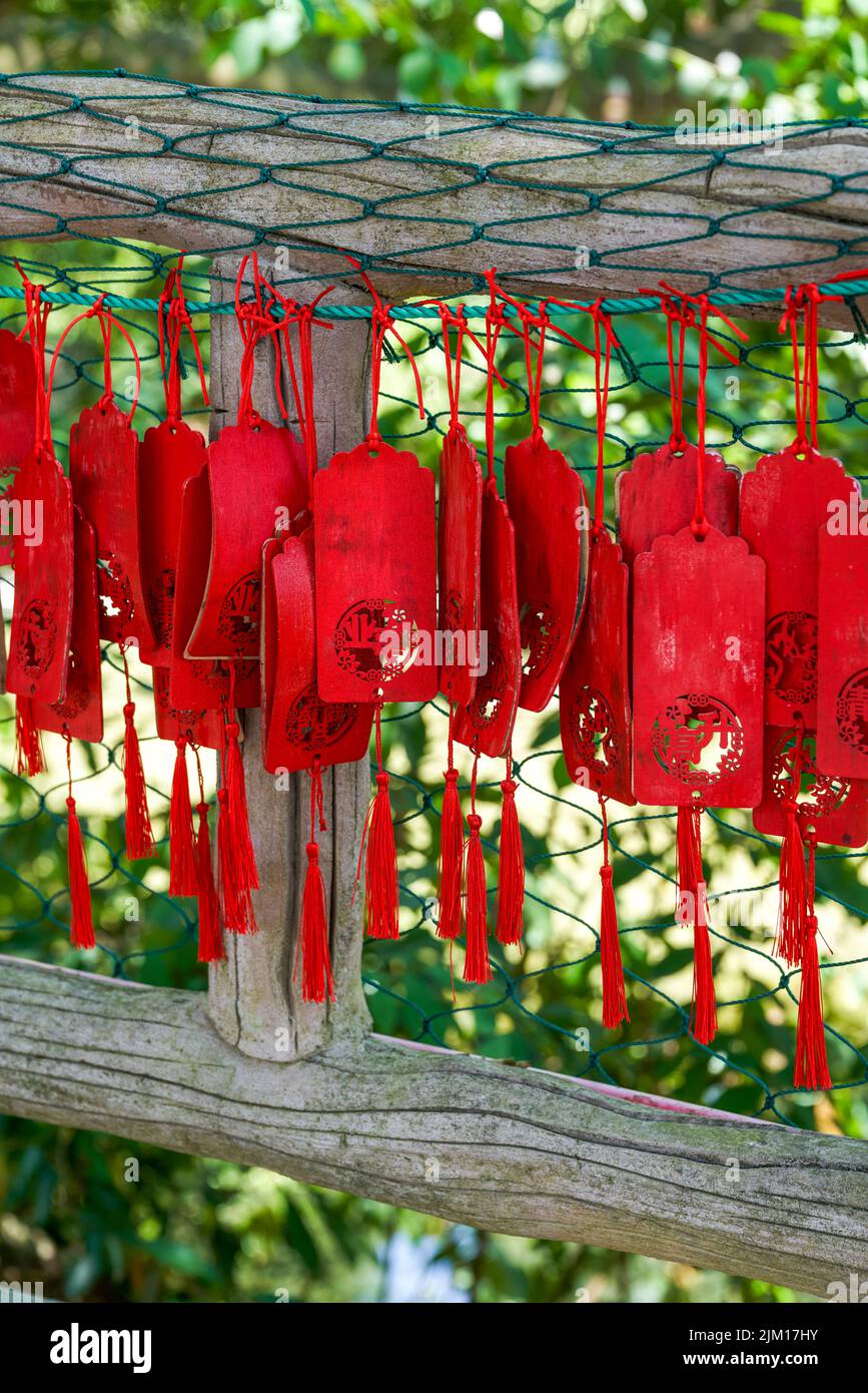 There are many wishing cards hanging on a big banyan tree Stock Photo ...