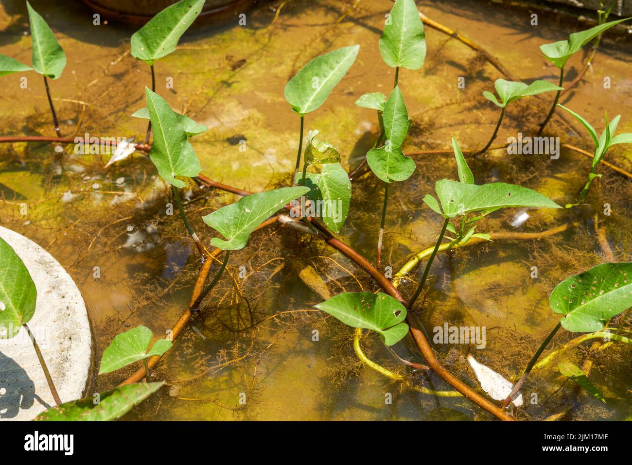 Algae growth pond fish hi-res stock photography and images - Alamy