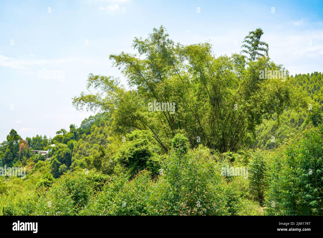 Planting big trees hi-res stock photography and images - Alamy