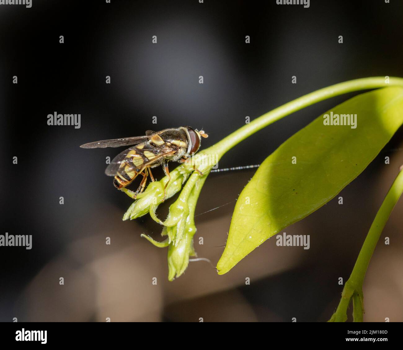 Garden wasp person hi-res stock photography and images - Alamy