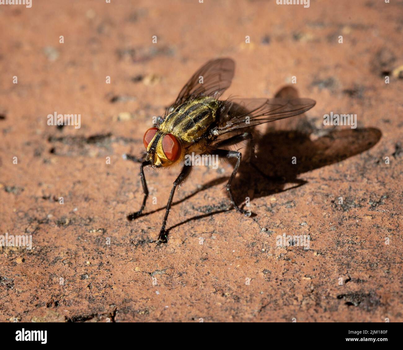 Flesh fly macro photography hi-res stock photography and images - Alamy