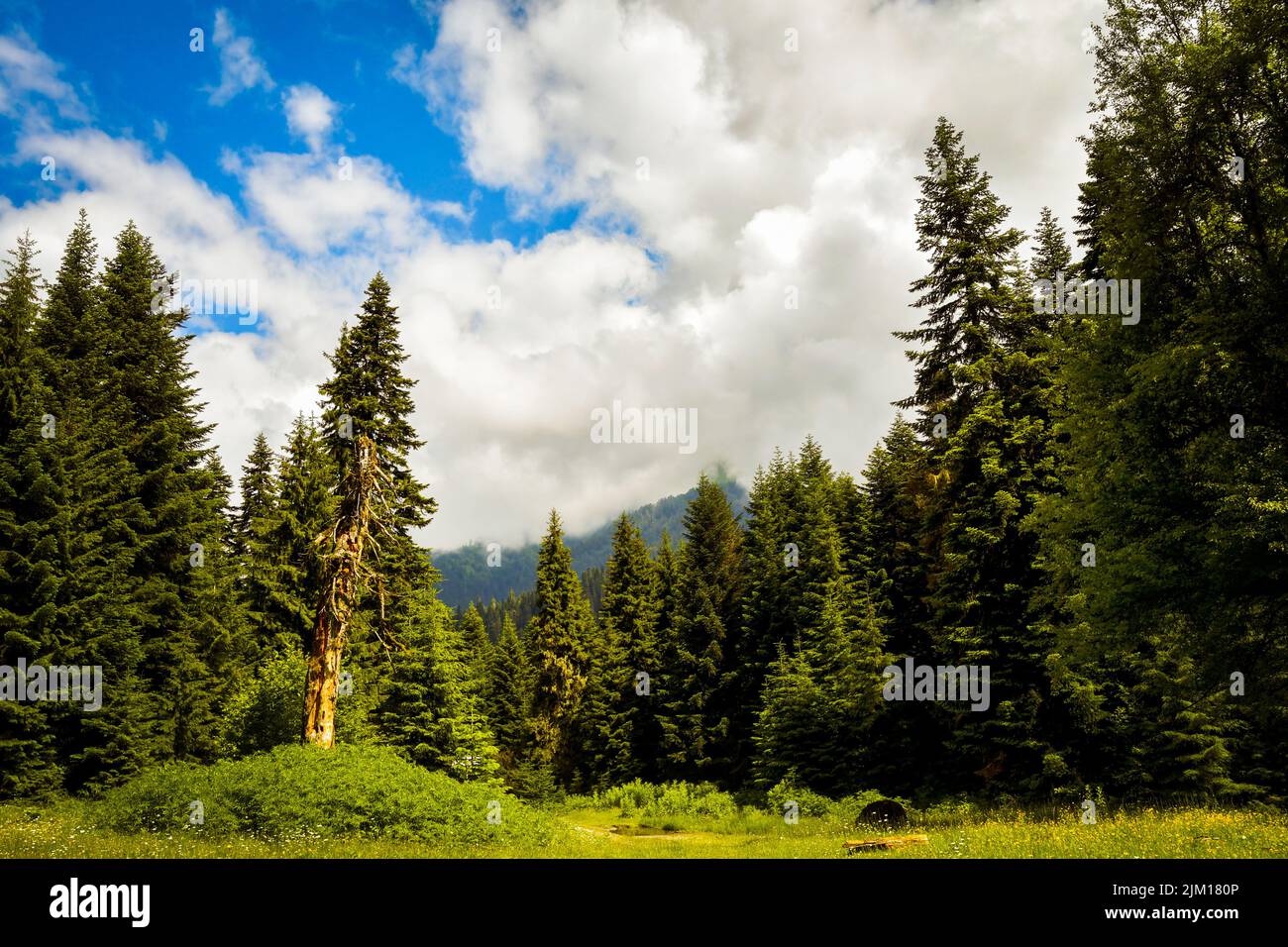 Beautiful static timelapse fir tree forest with dynamic clouds motion ...