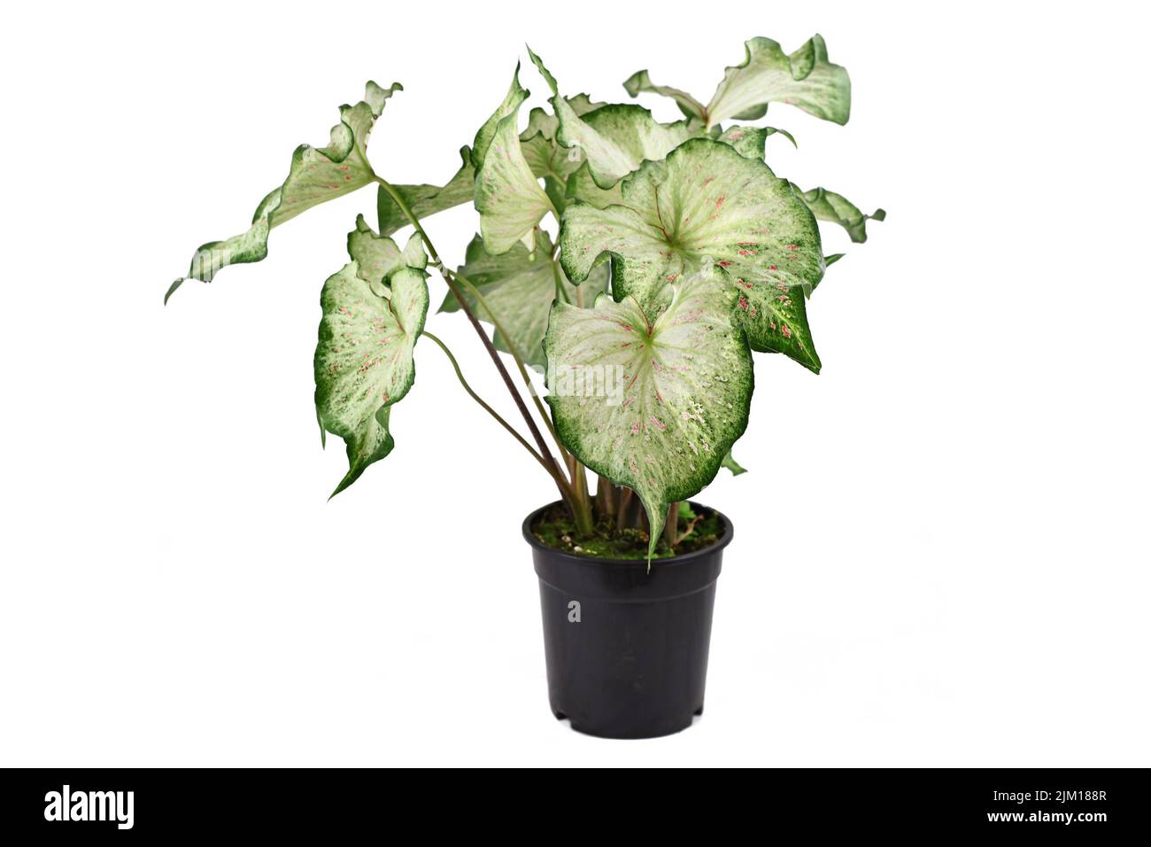 Potted tropical 'Caladium Candyland' houseplant with white leaves with ...