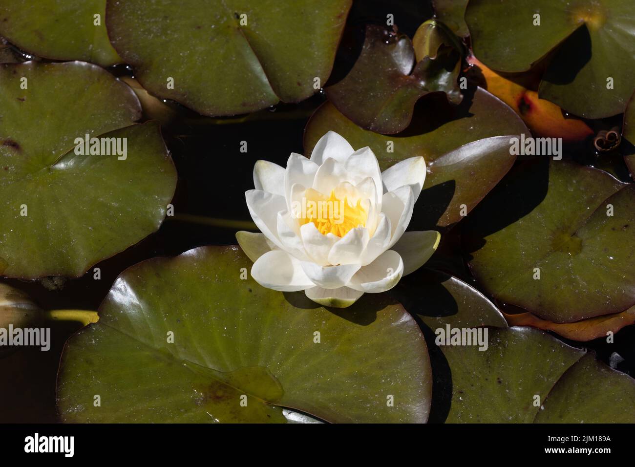 Single White Water Lily in a Pond Stock Photo - Alamy