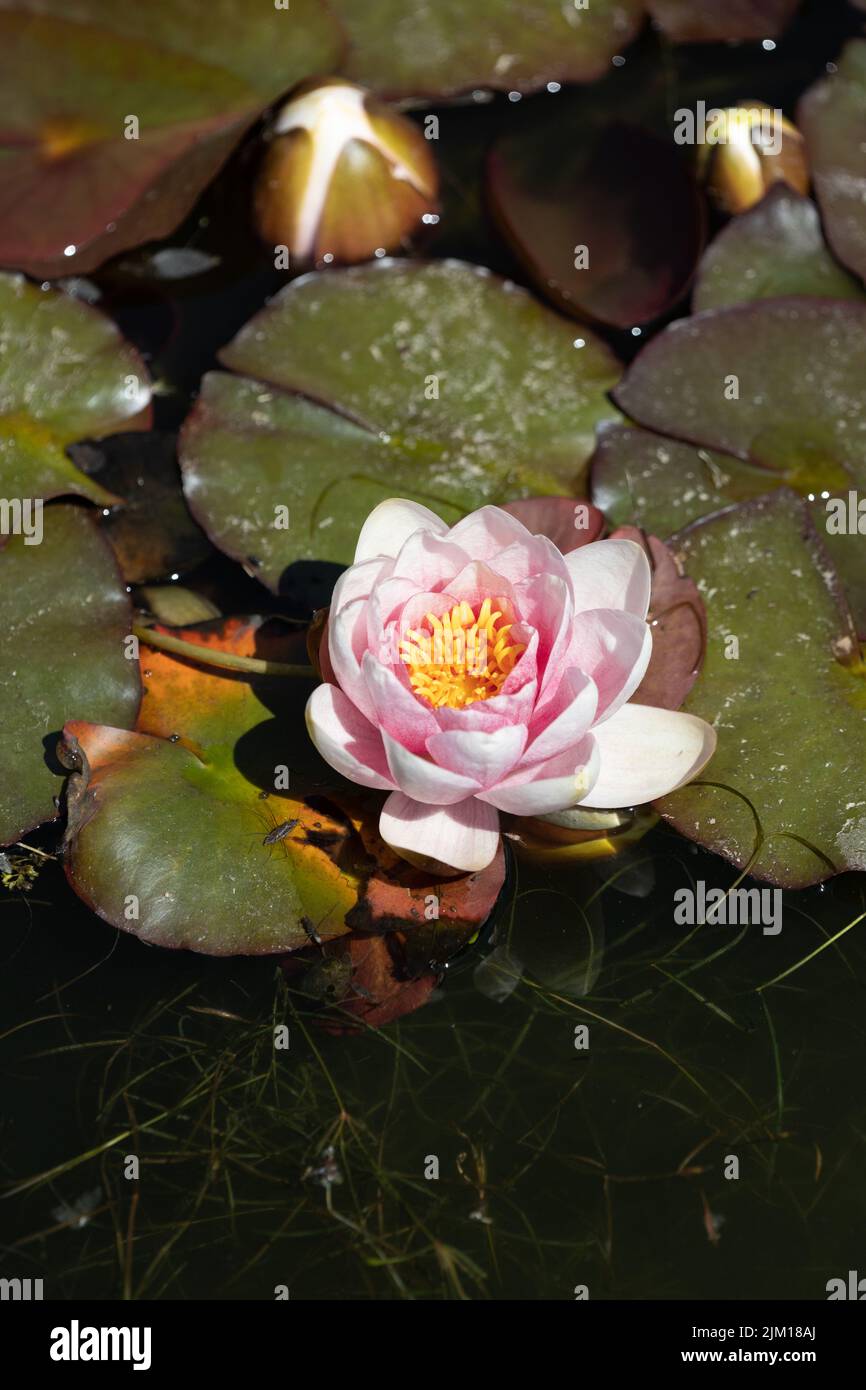 Single Pink Water Lily in a Pond Stock Photo - Alamy