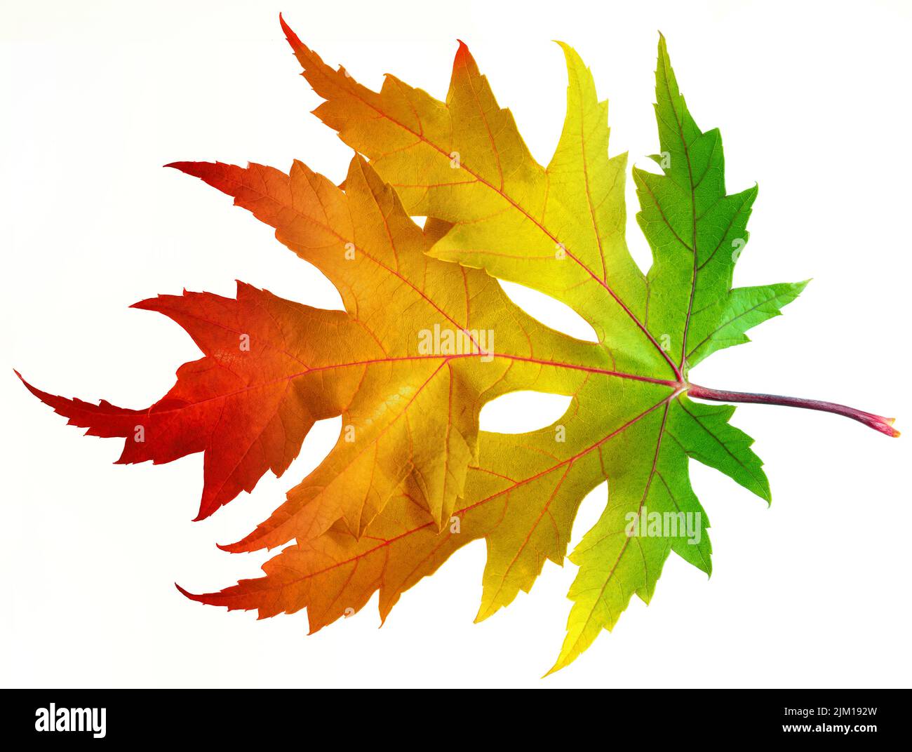 One Fall Leaf Background