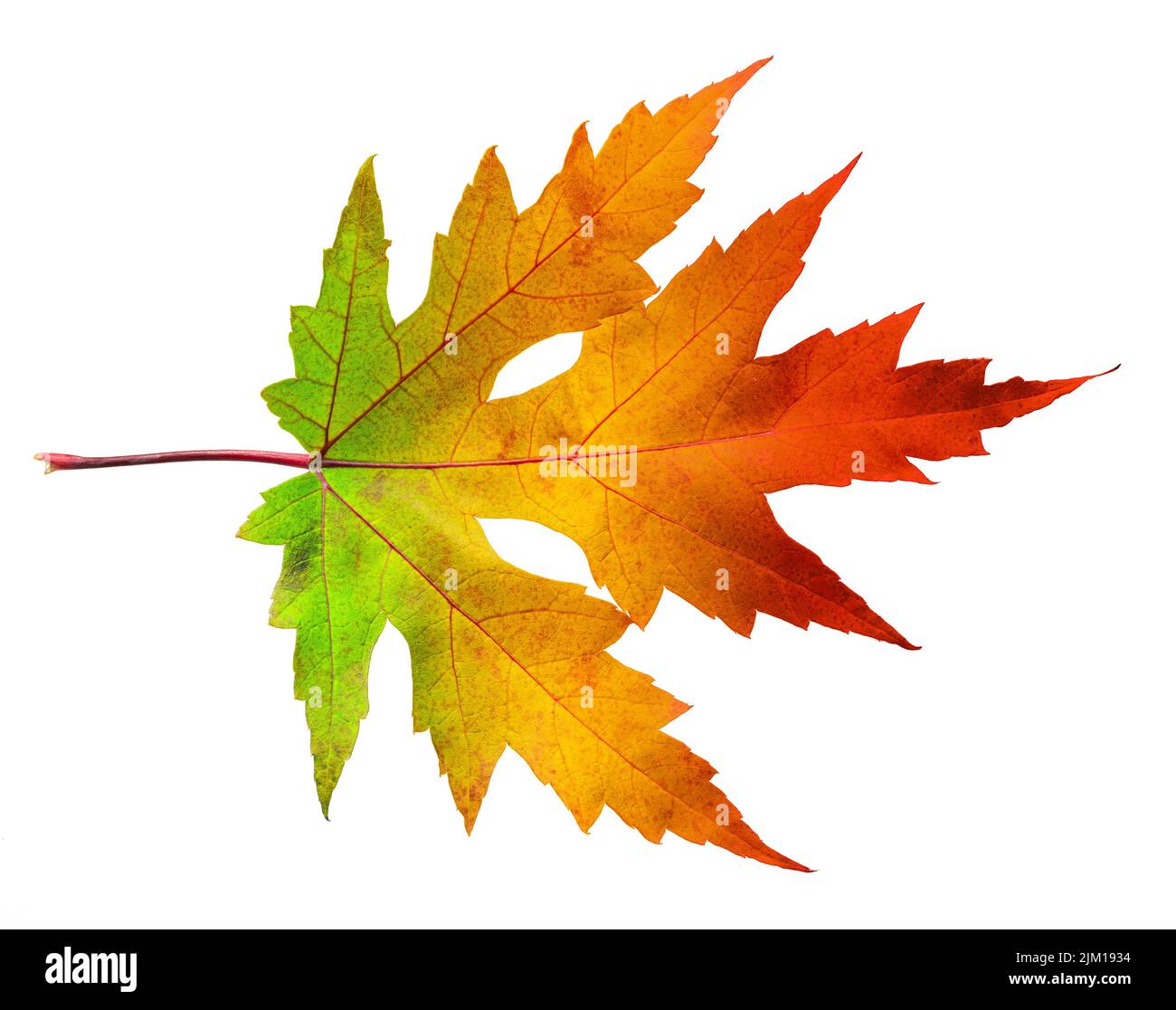 One autumn maple leaf with rainbow colors isolated on white background ...
