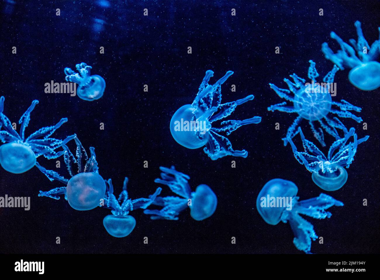 Colorful sea jellyfish Stock Photo - Alamy