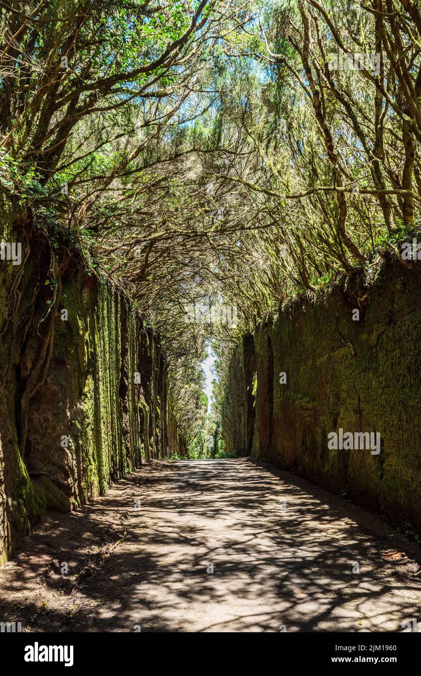 Unusual tree branches form arche over narrow passage between rocks in ...
