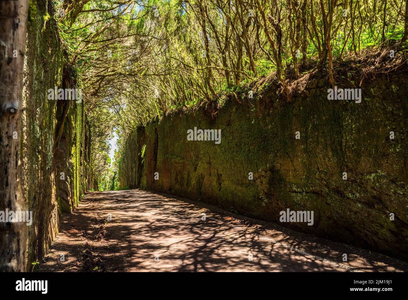 Unusual tree branches form arche over narrow passage between rocks in ...
