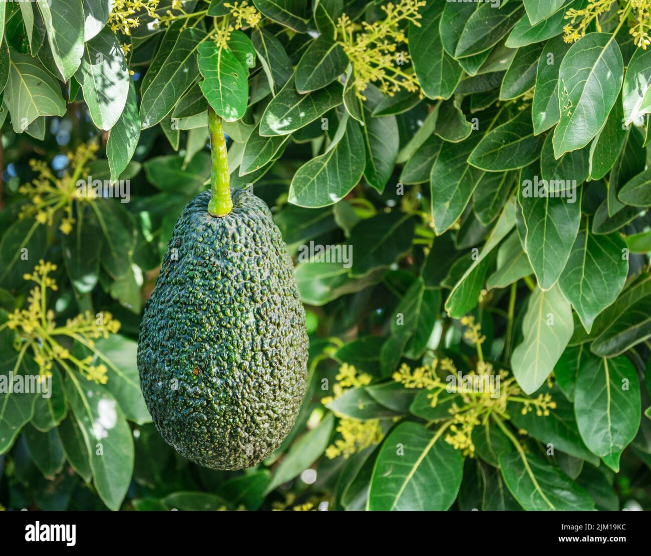 Ripe avocado fruit on an avocado tree on a sunny summer day Stock Photo ...