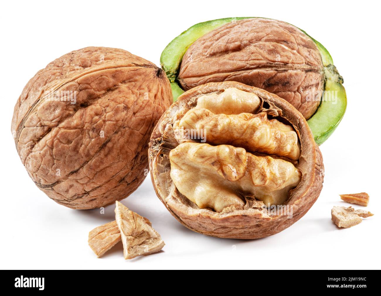 Fresh walnut in green husk, walnut and kernel isolated on white ...