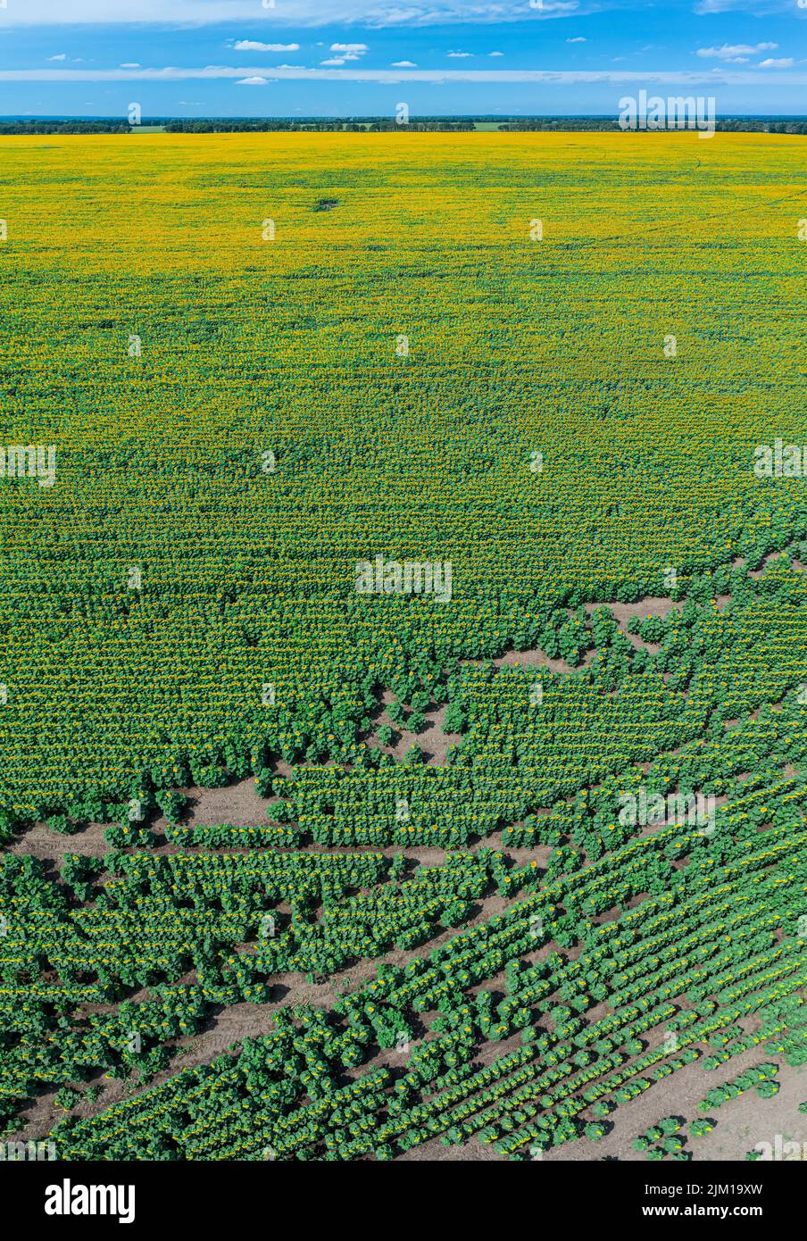Panoramic view of sunflower field. Top view of sunflower heads. Picture ...