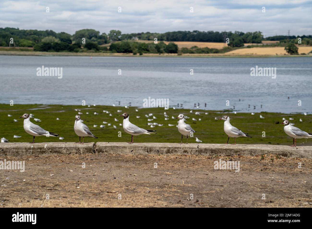 The walls mistley hi-res stock photography and images - Alamy