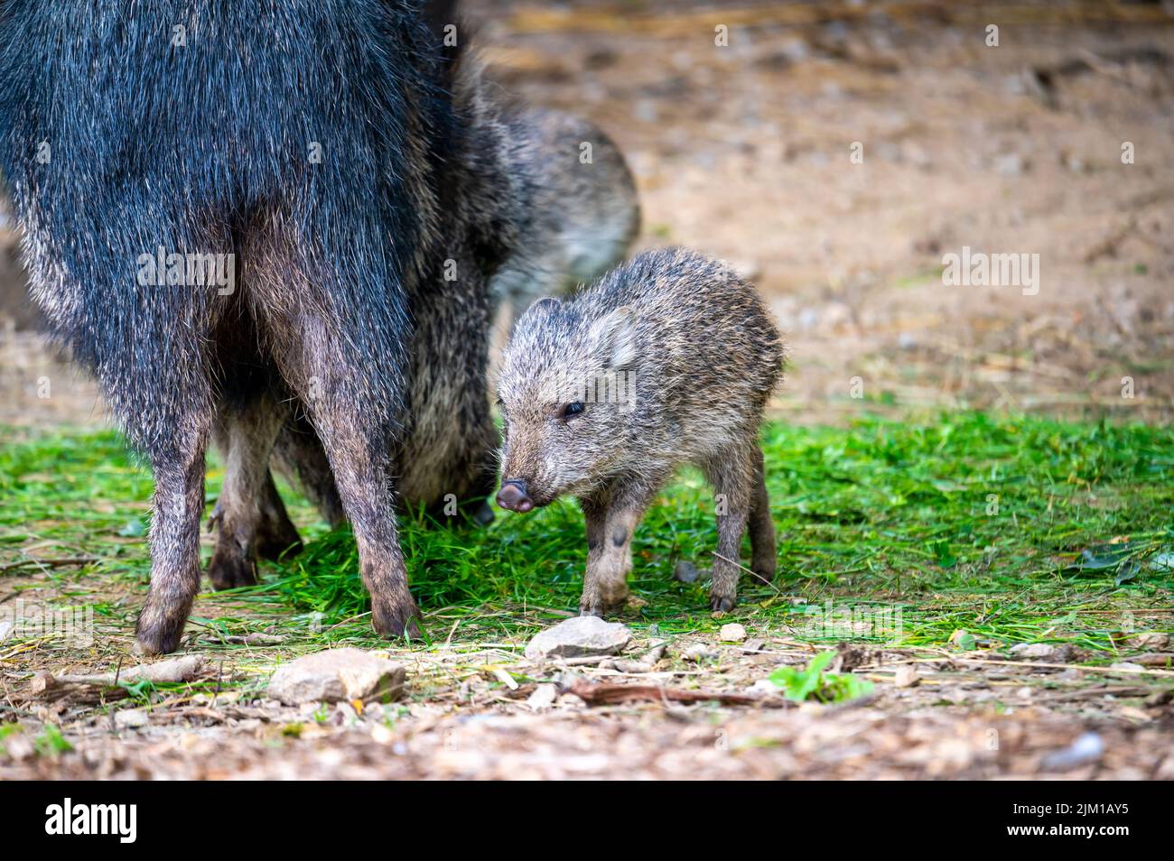 Paraguay bolivia hi-res stock photography and images - Alamy