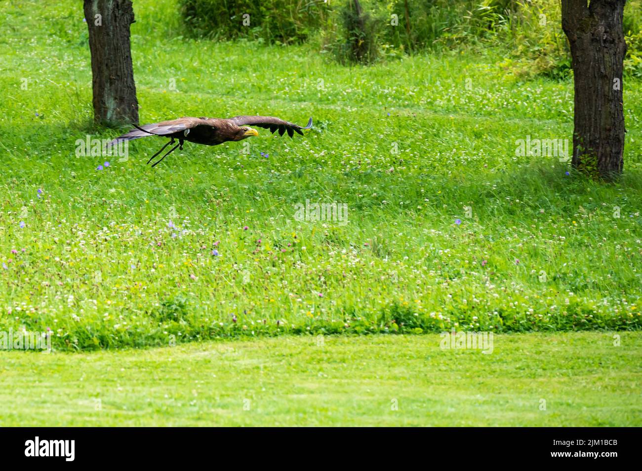 The eagle bird (latin name Haliaeetus albicilla) is flying above the ...