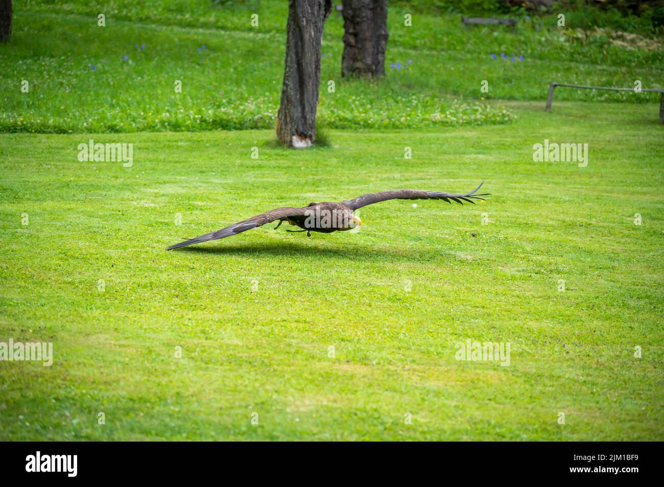 The eagle bird (latin name Haliaeetus albicilla) is flying above the ...