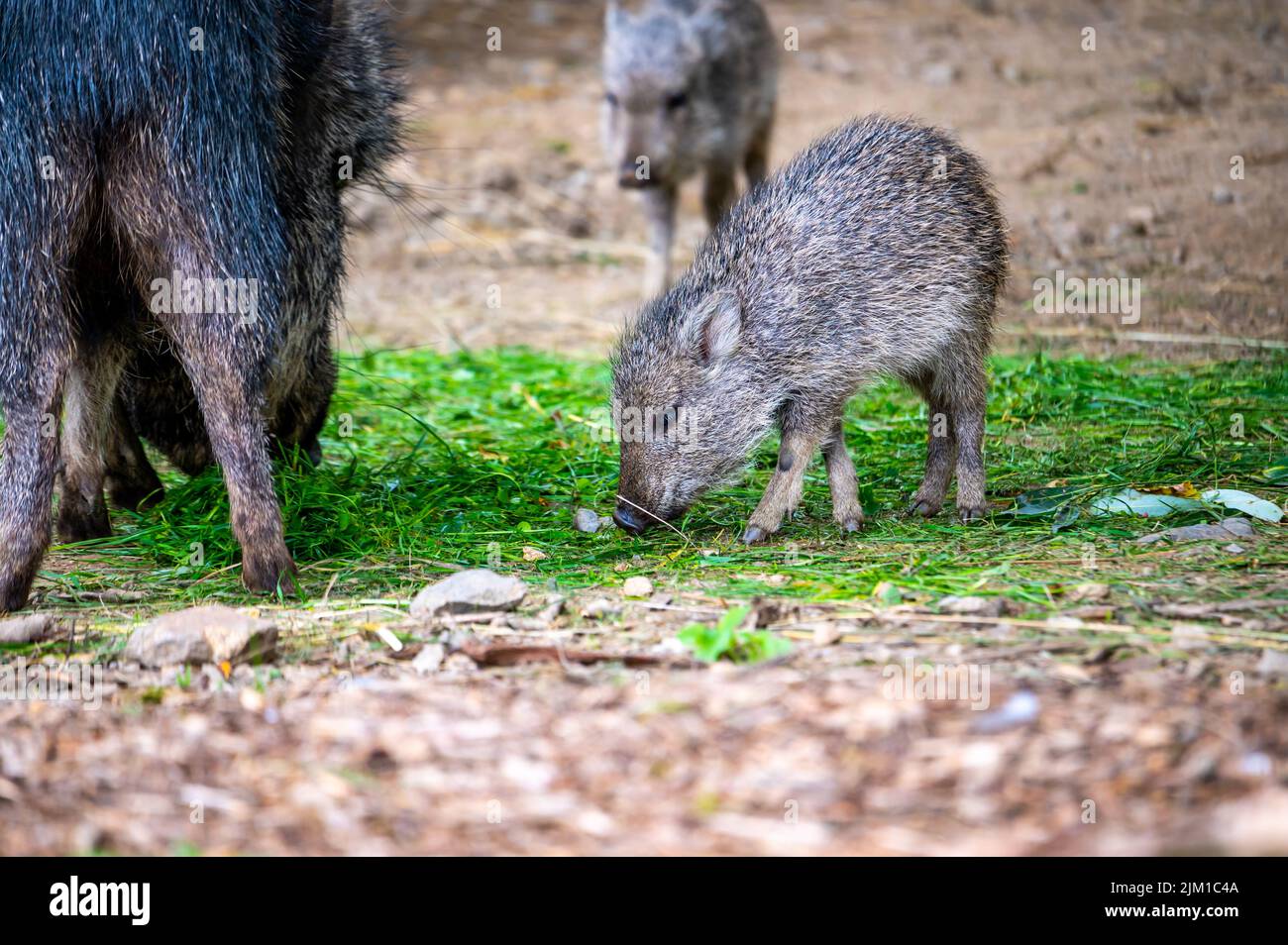 The Chacoan peccary or tagua (Catagonus wagneri) is the last extant ...