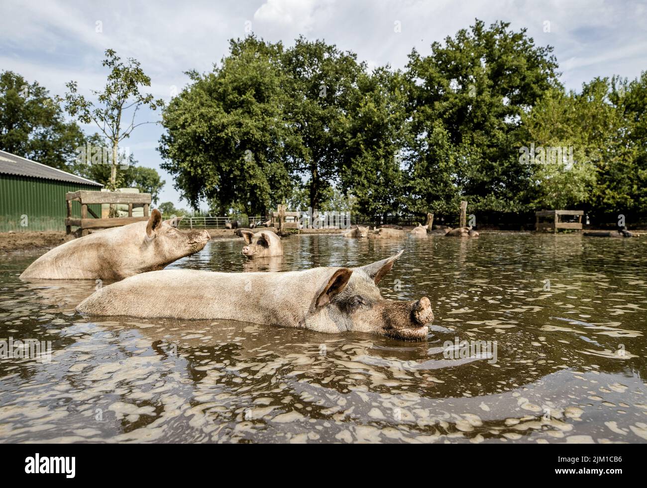 2022-08-04 11:12:16 HEINO - Pigs in the mud pool of farmer John Reimert ...