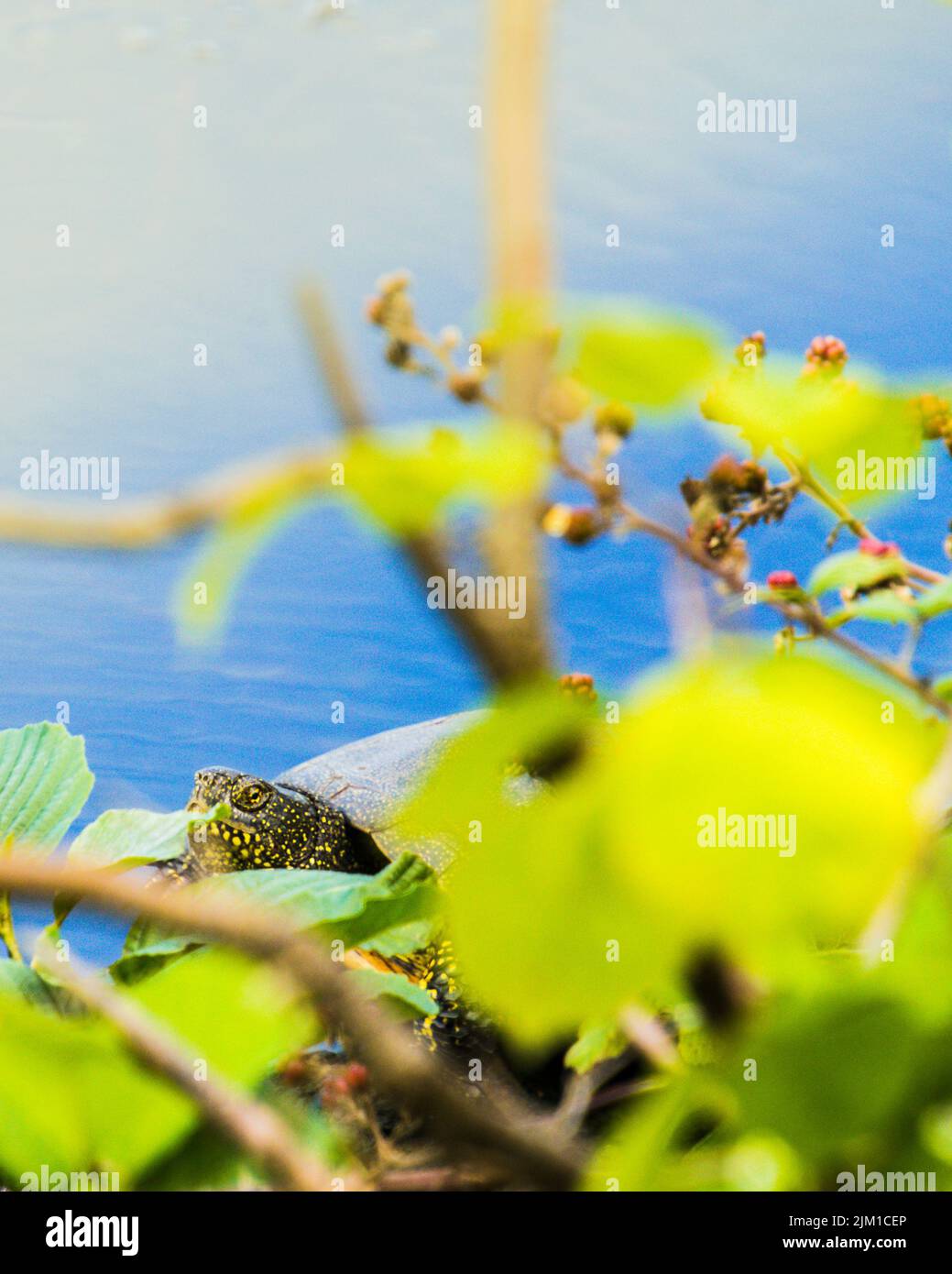 Turtle Kolkheti national park. Famous sightseeing destination in ...