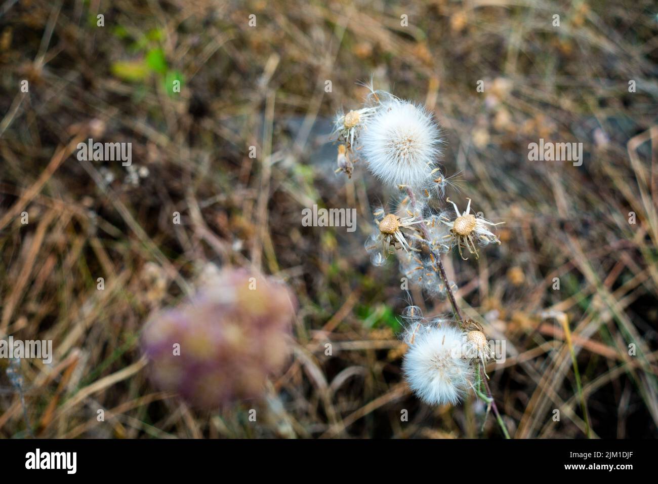 Dandelions, Taraxacum is a large genus of flowering plants in the ...